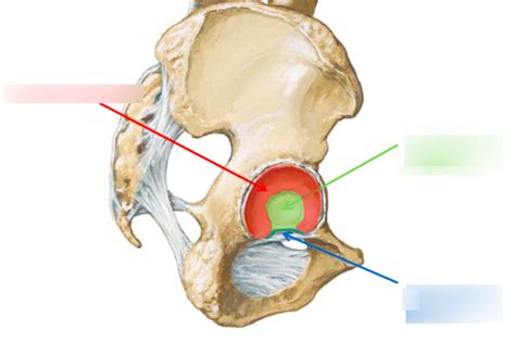Bone Diagram Quizlet Bone Diagram Quizlet