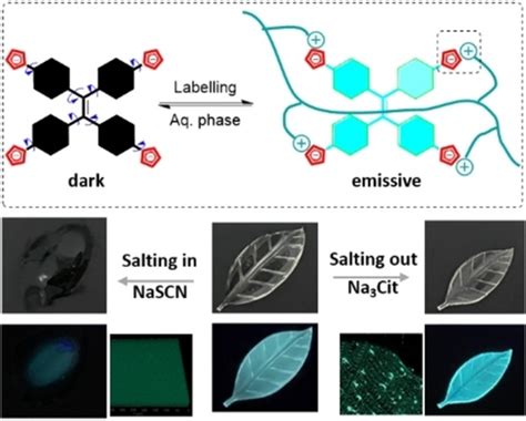 Fluorogenic In‐situ Labelling Of Gelatin Polymer In Aqueous Solution And Hydrogel Cheng 2024