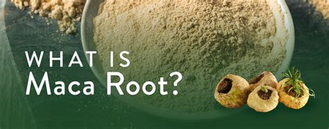 Maca Root What Does It Do Dr Anna Cabeca