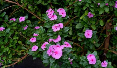 12 Intriguing Facts About Periwinkle