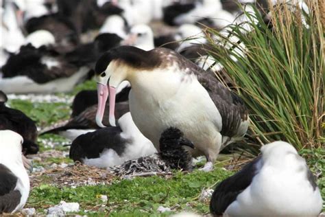 무료 사진 짧은 꼬리 알 바트로 스 새 Phoebastria Albatrus