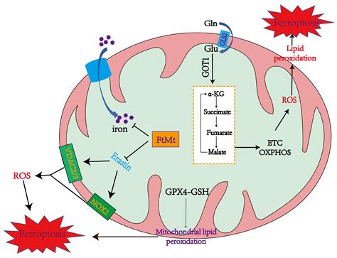 Ijms Free Full Text Mitochondrial Regulation Of Ferroptosis In