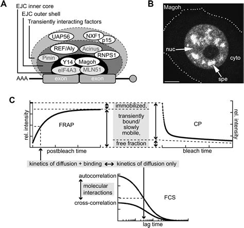 Assembly And Mobility Of Exonexon Junction Complexes In Living Cells