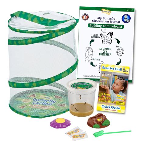Buy Insect Lore Butterfly Garden Butterfly Kit With Live Caterpillars