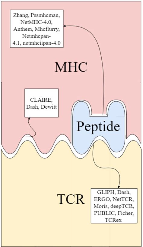 figure 1 from naive and memory t cells tcr hla binding prediction