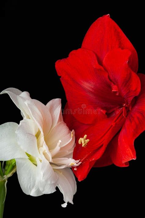 Metaphor Of Love Passion Sex Erotic Couple Two Amaryllis Flowers
