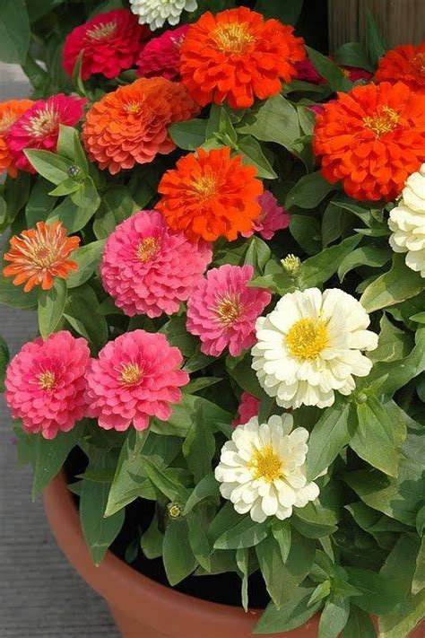 Flori Ce Iubesc Soarele Si Caldura Cele Mai Frumoase Si Rezistente Plante