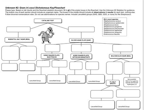 Solved Unknown 2 Gram Cocci Dichotomous Key Flowchart