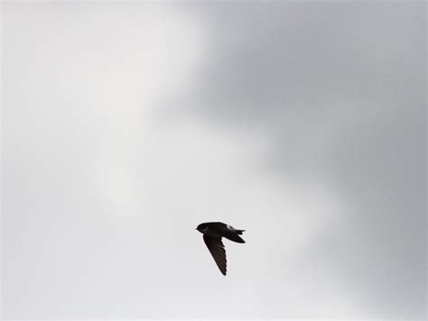 新 撮れたて野鳥写真館 2015年3月23日 月 いわつばめ飛来