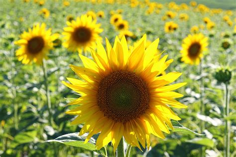 Sonnenblumen pflanzen & pflegen - [SCHÖNER WOHNEN]