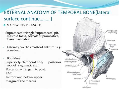 Temporal Bone Anatomy And Surgical Significancepptx Pptx