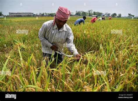 Nagaon 2nd June 2023 Farmers Harvest Paddy Rice In Nagaon District