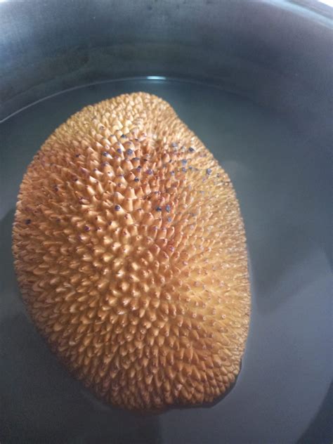 Rebus Nangka Sebiji Sebiji Barulah Getah Tak Melekat Di Pisau And Isi Putih Bersih