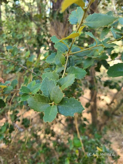 Canyon Live Oak From Ensenada Bc México On August 15 2024 At 0241