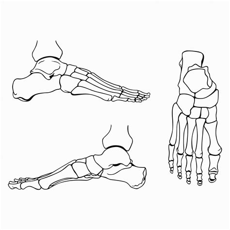 Premium Vector Foot Bones