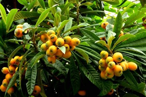 ビワの実 花見てある記歩記 花と短歌