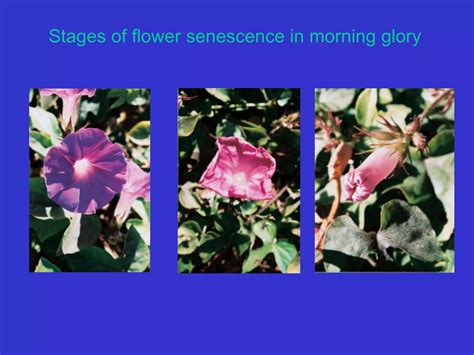Ageing And Senescence Ppt