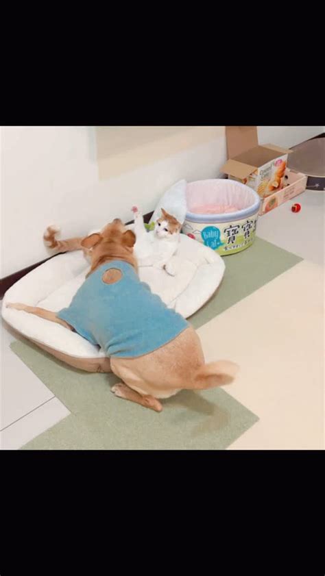 膽小狗溫妮🐶大膽喵招財🐱 領養🐶第1796天🐱第555天 💯姐妹嬉戲 財長大後跟姐姐玩樂的模式比較多是 挑釁姐姐然後跑給姐姐追🤣 但狗怎麼