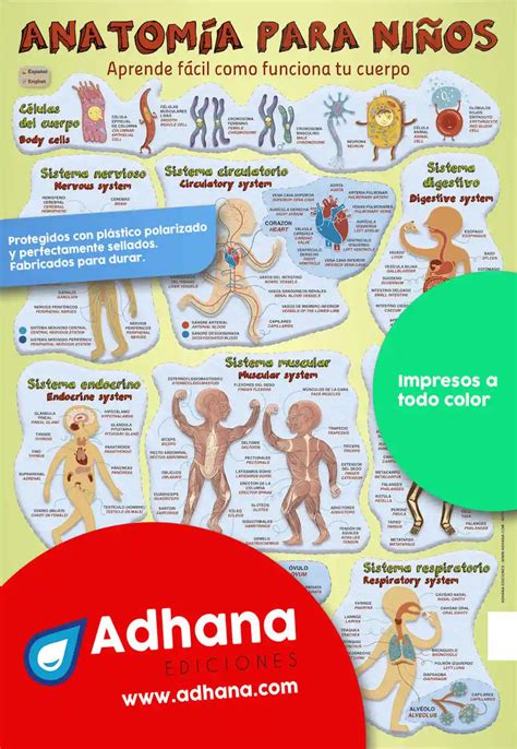 PÓSTER DE ANATOMÍA INFANTIL Adhana Láminas y póster educativos para