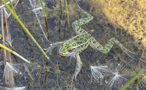 Northern Leopard Frog Breeding Program City Of Edmonton