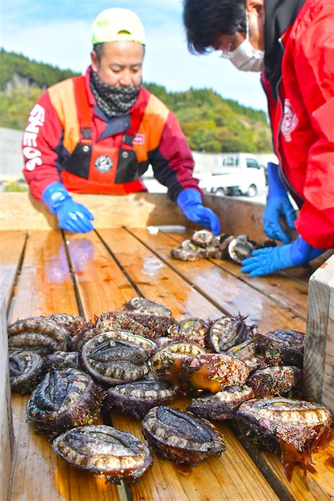 Web東海新報｜気仙は2年連続の回復 アワビの今季実績 前年度比29％増の18・81㌧ 金額は2億円突破