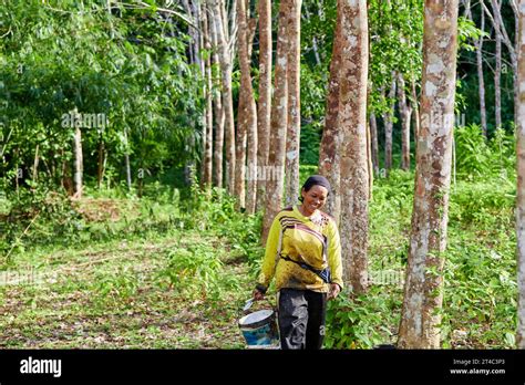 Woman Collecting Natural Latex From Rubber Tree In Plantation Forest Stock Photo Alamy
