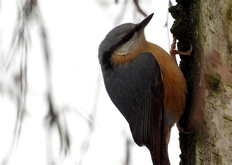 Více Než 400 Obrázků Na Téma Brhlík Brhlík A Příroda Zdarma Pixabay
