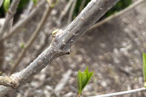 Beginners Guide To Panicle Hydrangea Pruning Proven Winners Colorchoice Flowering Shrubs
