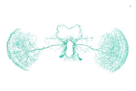 FlyWire