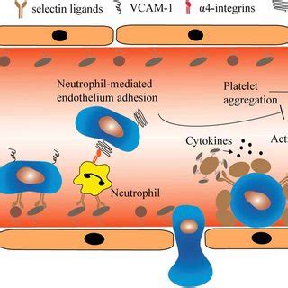 The Heterotypic Cell Interactions Between CTCs And Haemopotoeic Cells