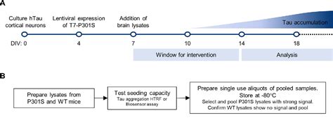 Figure From A Seeding Based Neuronal Model Of Tau Aggregation For Use