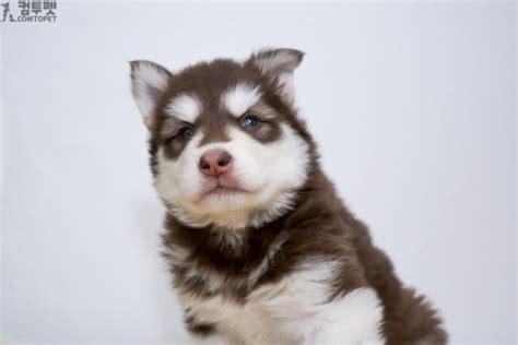 말라뮤트분양 레드 말라뮤트 골든리트리버분양 라브라도리트리버분양 보더콜리분양 도베르만분양 사모예드분양 올드잉글리쉬쉽독분양 시베리안허스키분양 말라뮤트분양 스탠다드푸들분양