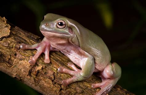 Whites Tree Frog Morphs