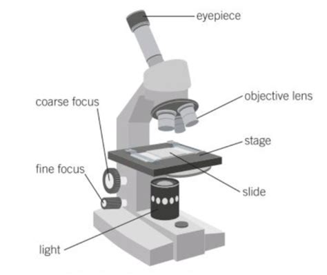 Light Vs Electron Microscopes Flashcards Quizlet