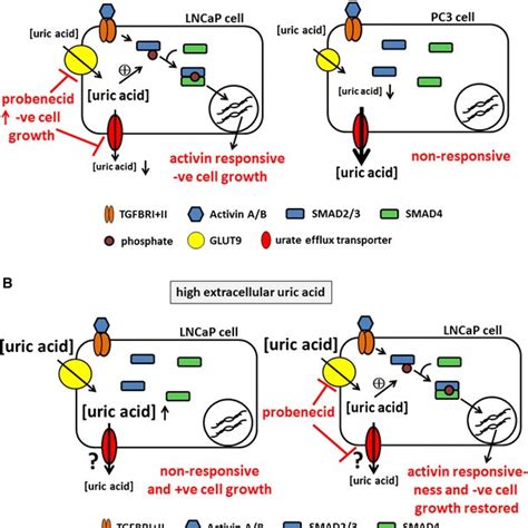 Uric Acid Measurement On Human Prostate Cancer Cell Lines
