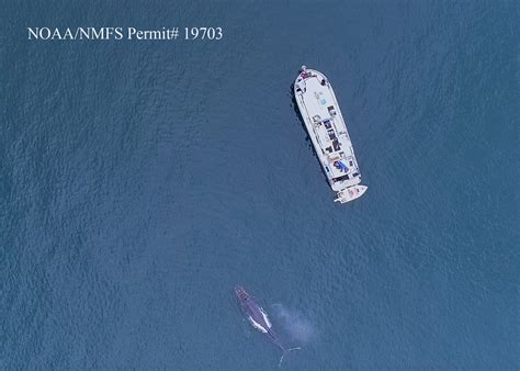 Scientists Hold A 20 Minute ‘conversation With A Whale Named Twain In