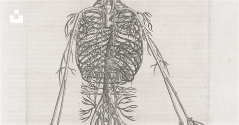 골격이 있는 인체 그림 사진 Unsplash의 무료 해부학 적 그림 이미지
