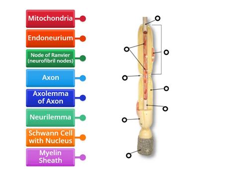 Axon 2 Labelled Diagram
