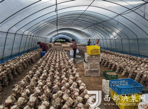 甘肃两当县左家乡：特色产业绘就乡村振兴好“丰”景西部决策网国家一类新闻网站