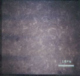 卒論エバネッセント光によるactin分子重合のリアルタイム測定
