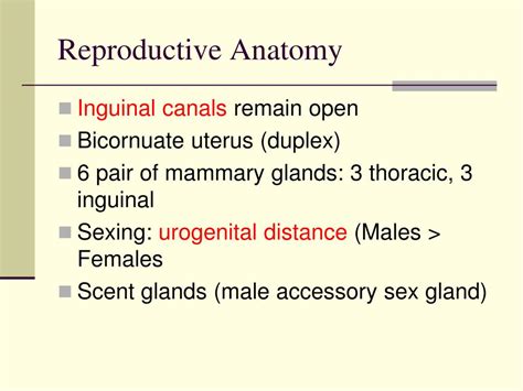 PPT Rat Anatomy And Biology PowerPoint Presentation Free Download ID
