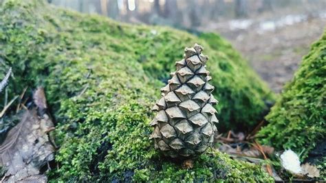 Images De Pinacle Roche Téléchargement Gratuit Sur Freepik