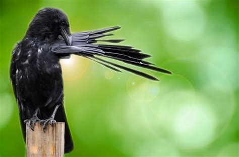 Crow Free Stock Photo Public Domain Pictures
