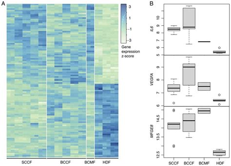 Transcriptomic Analysis Of Hdfs Bccfs Sccfs And Bcmfs A The