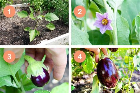 Eggplant Plant Stages With Pictures Geeky Greenhouse