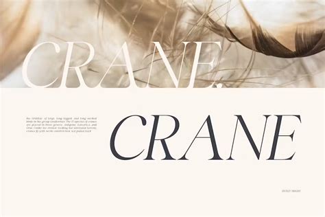 Swily Bright Font Freedafonts