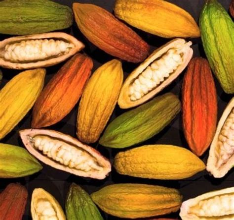 Grupo Bbf Iniciará Cultivo De Cacau E Açaí Na Amazônia