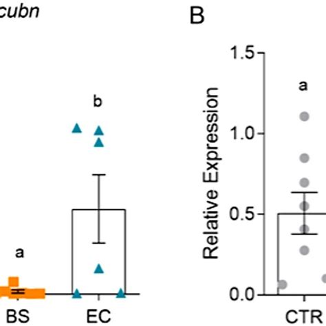 Effects Of Bacillus Subtilis Km0 And Escherichia Coli Bl21 On The