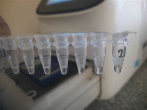 Molecular Basis Of Fungus Identification Introduction Molecular Methods