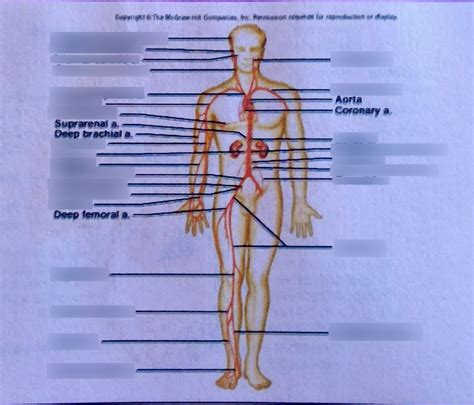 Major Arteries Of Body Diagram Quizlet
